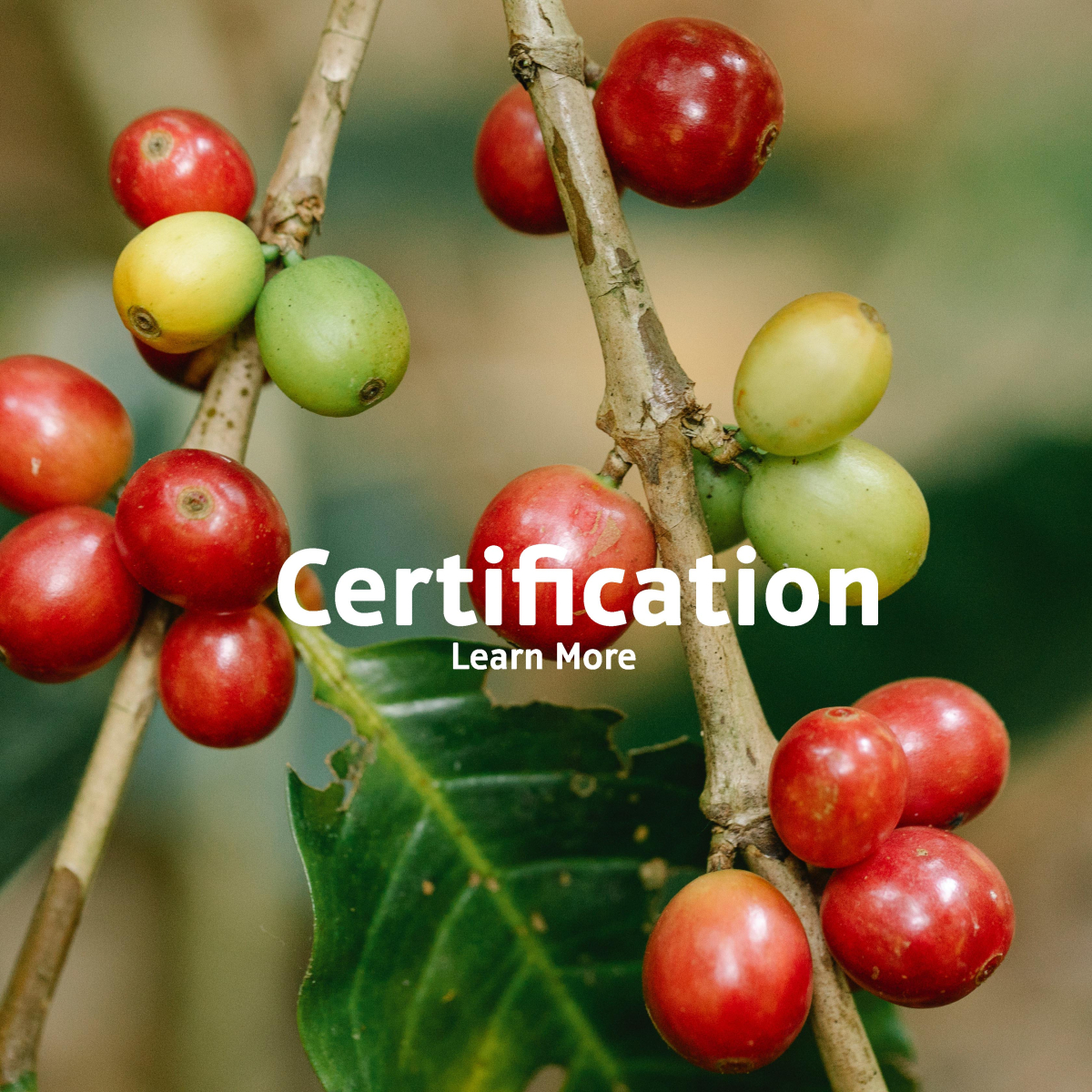 Neumann Gruppe Vietnam - About Us